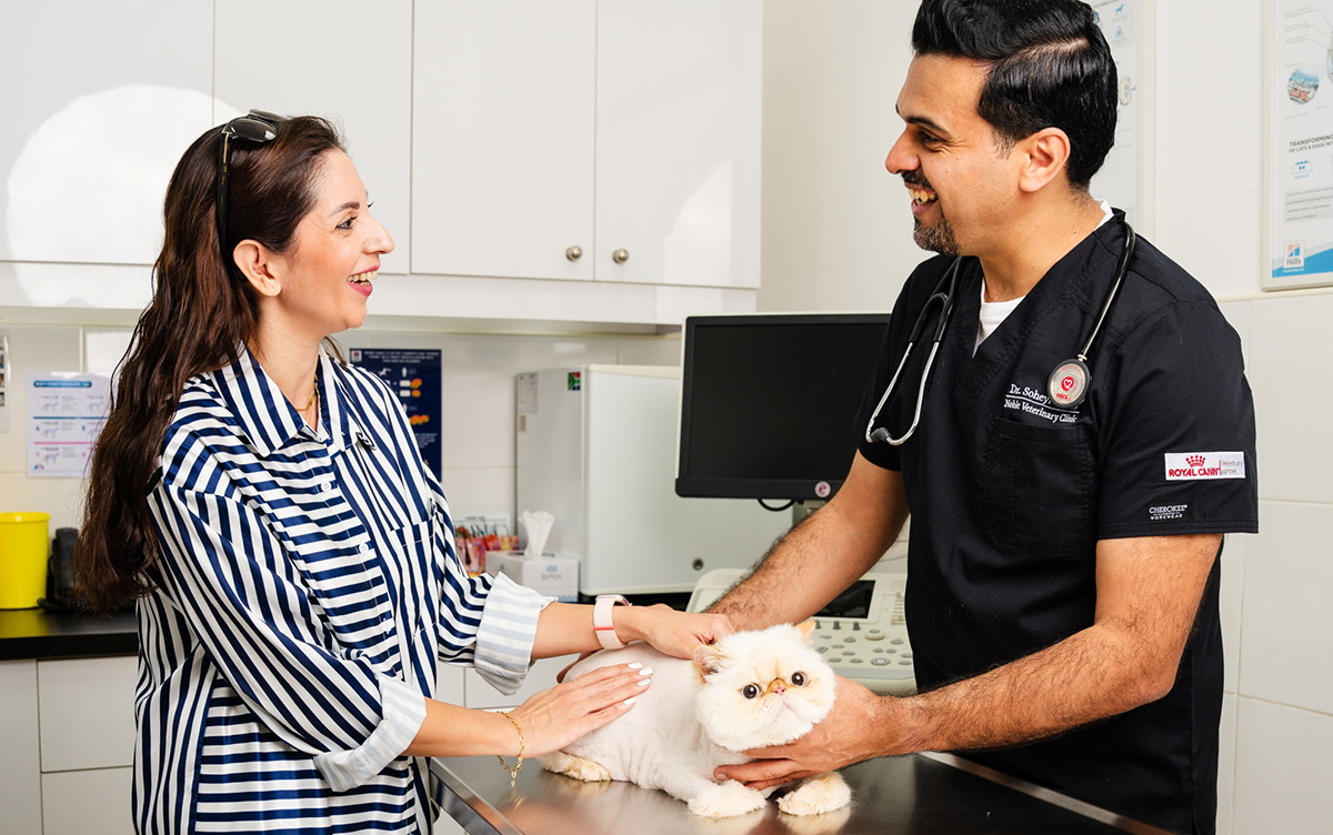 What Is Catnip? The Benefits and Risks for Your Cat’s Health | Coming Soon in UAE