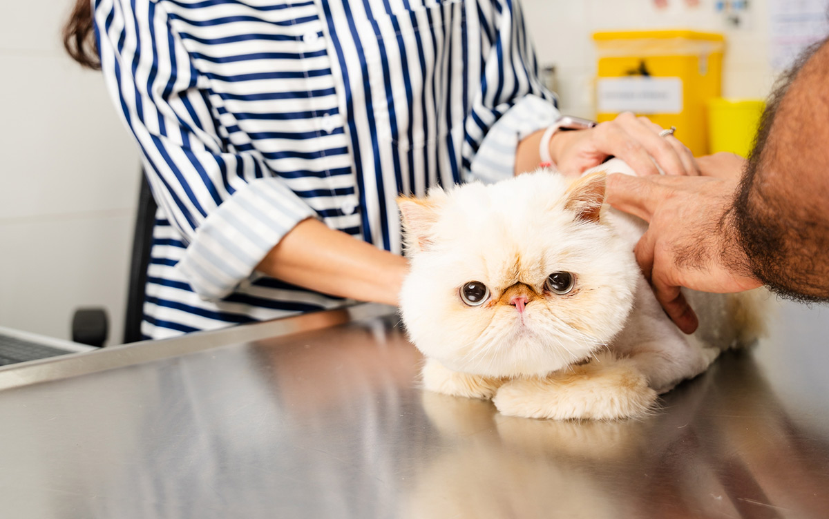 What Is Catnip? The Benefits and Risks for Your Cat’s Health | Coming ...